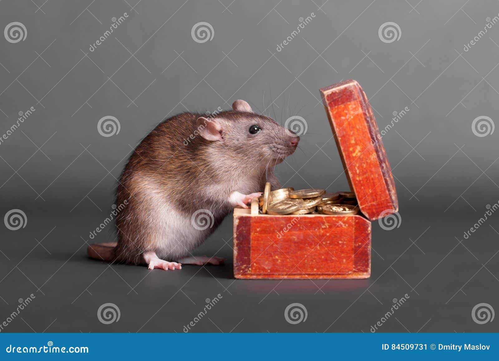 Rat with a chest of coins stock image. Image of wealth - 84509731