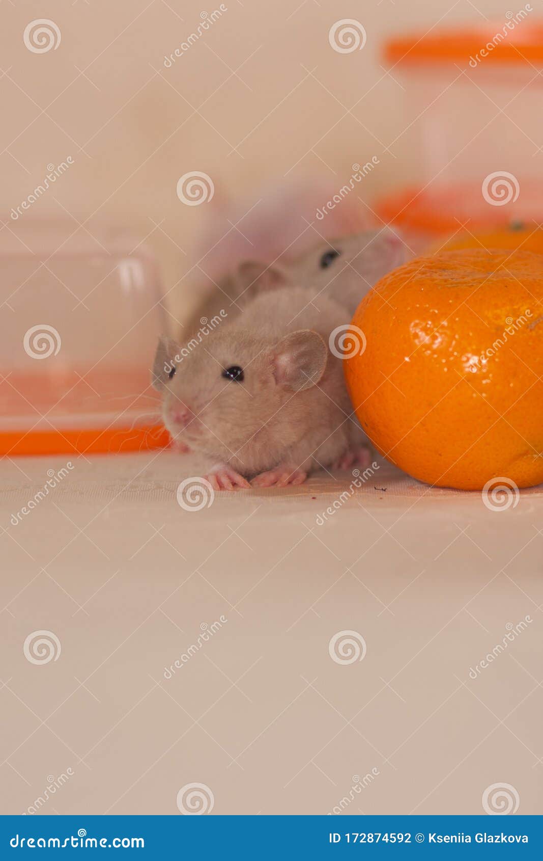 Rat Children on the Table. Unsanitary Conditions Stock Photo - Image of ...
