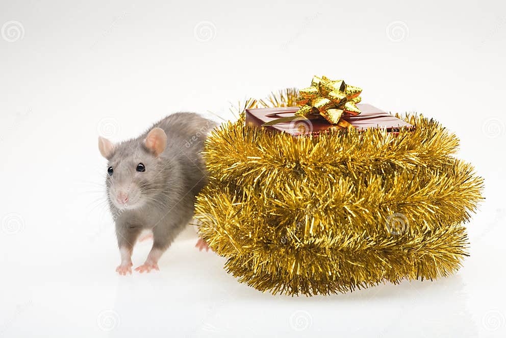 Rat and Christmas present stock image. Image of comical - 3546533
