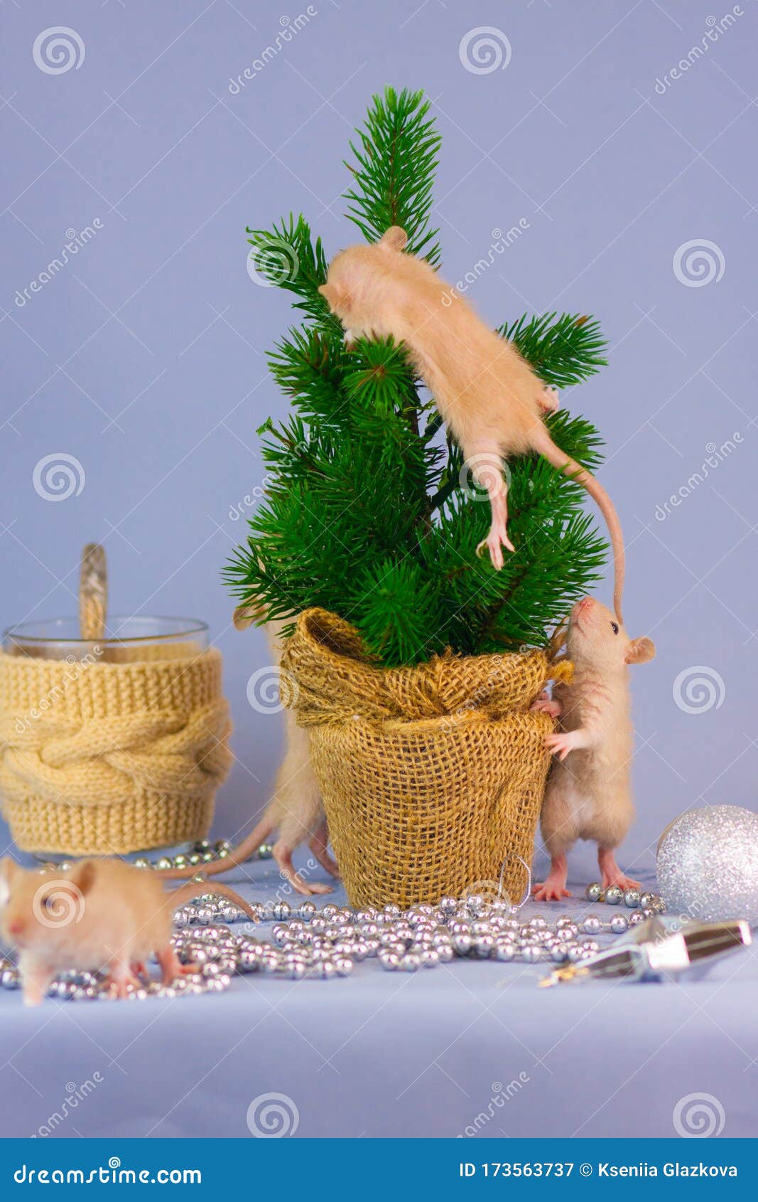 The Rat is Climbing the Tree. Symbol of Stock Image - Image of cunning ...