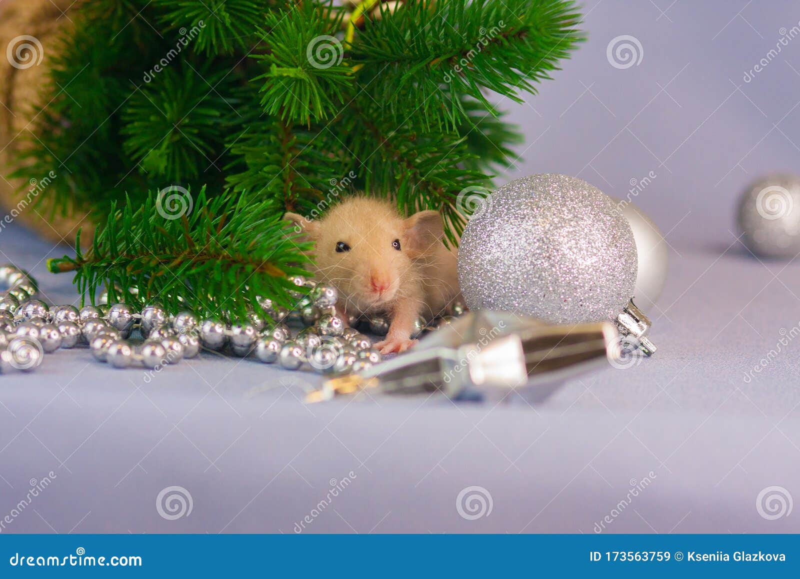 The Rat is Climbing the Tree. Symbol of Stock Image - Image of ...