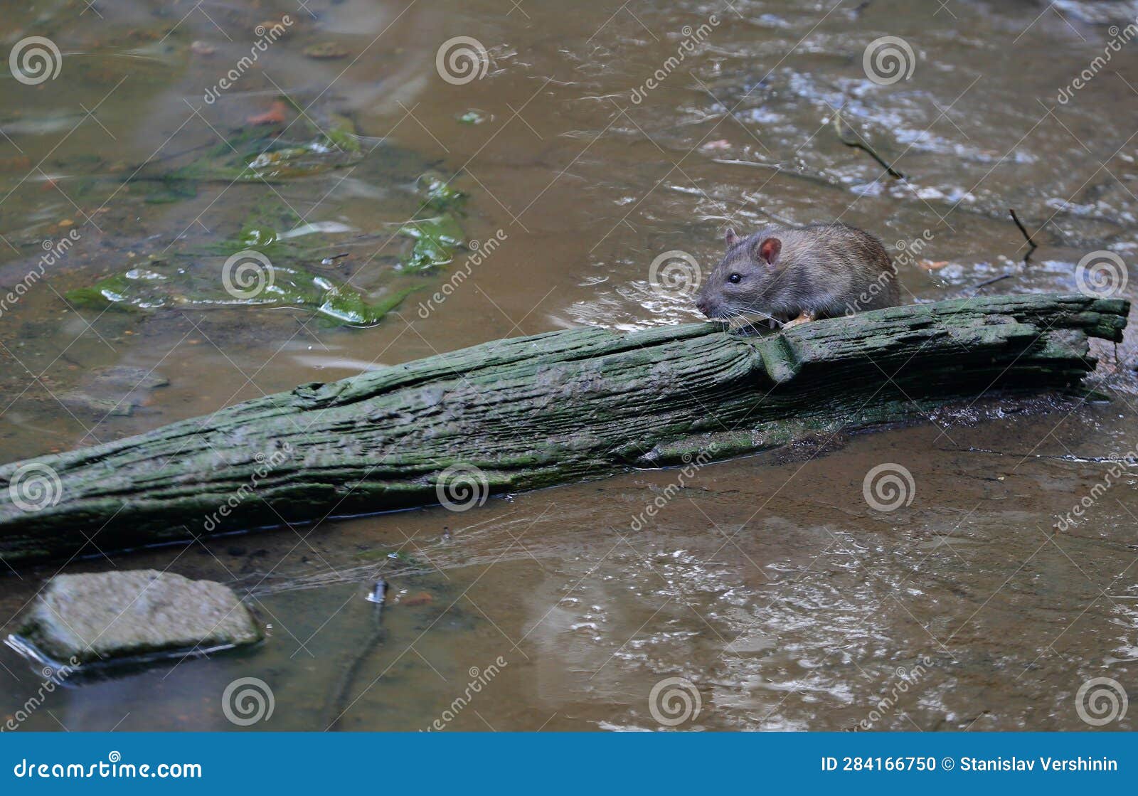Rat Climbs Onto a Rotten Tree Lying in the Water Stock Photo - Image of ...