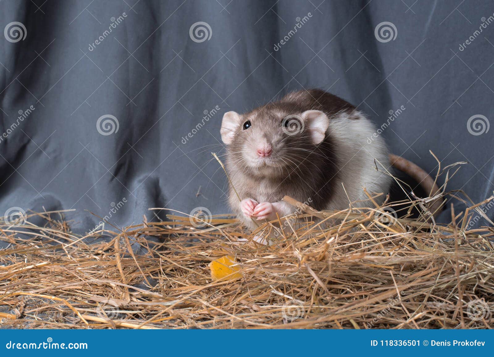 Rat Close-up on a Dark Background Stock Image - Image of animal, basket ...