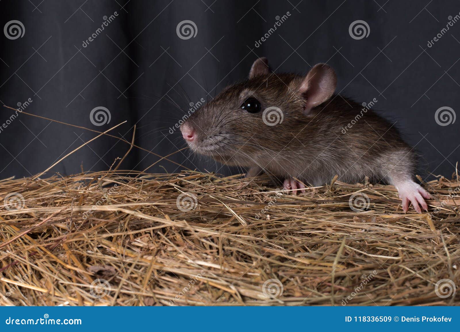 Rat Close-up on a Dark Background Stock Image - Image of dark, small ...