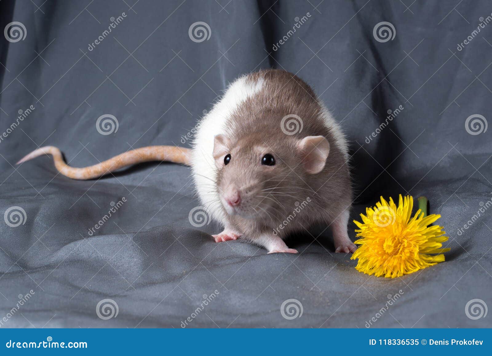 Rat Close-up on a Dark Background Stock Image - Image of tail, basket ...