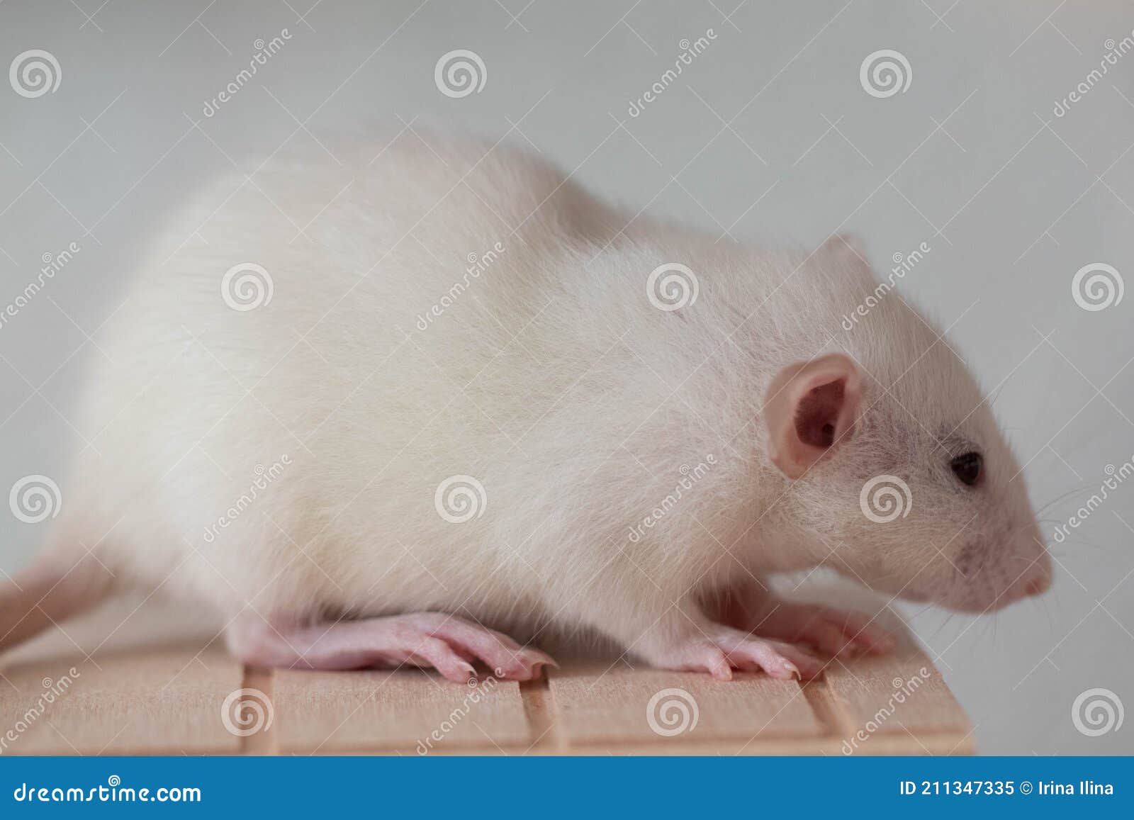 Rat Close Up. Macro Shooting Stock Image - Image of mammal, gray: 211347335