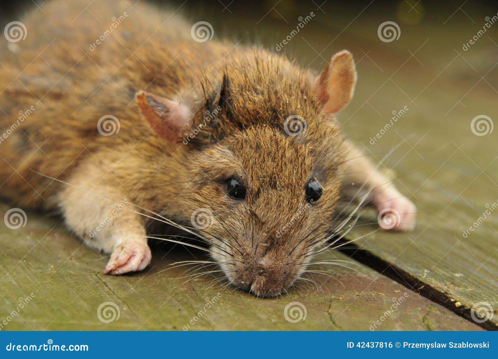 Rat close-up stock photo. Image of room, danger, basement - 42437816