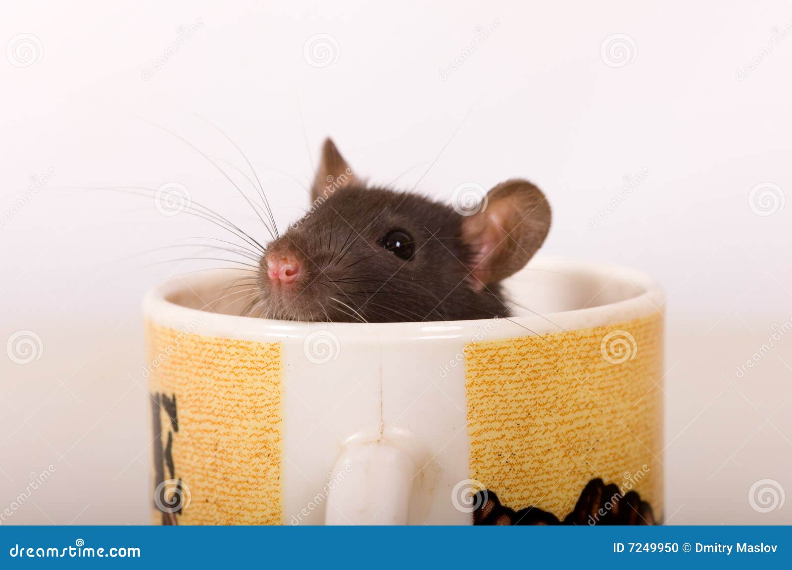 Rat instead of coffee stock photo. Image of funny, rodent - 7249950