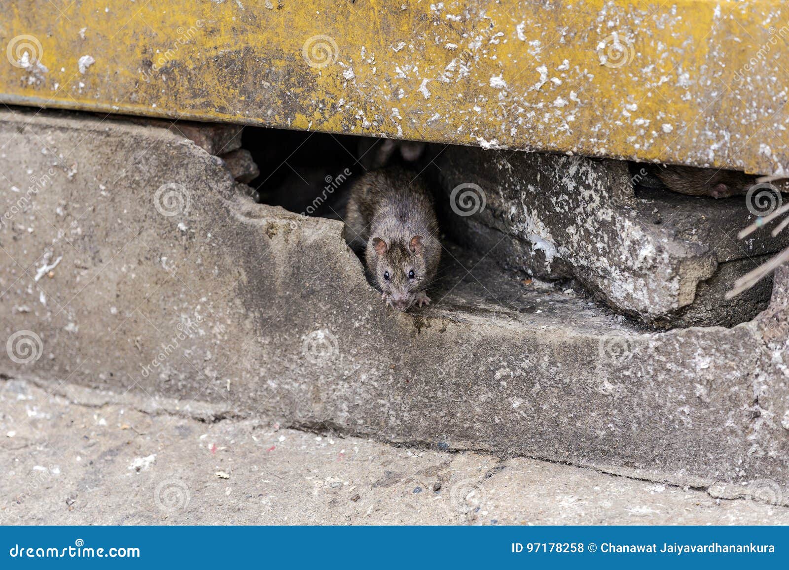 A Rat Come Out from Under the Building. Stock Photo - Image of grey ...