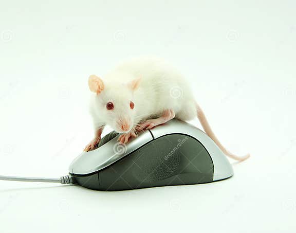 Rat on computer mouse stock image. Image of black, funny - 11176501