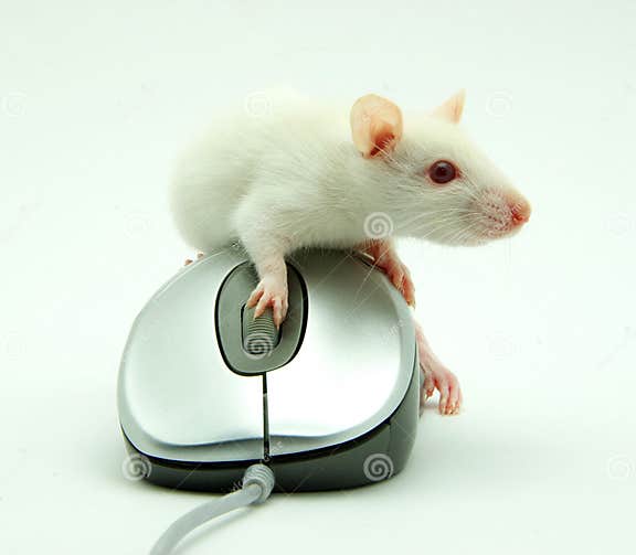 Rat on computer mouse stock photo. Image of fuzzy, funny - 8602720