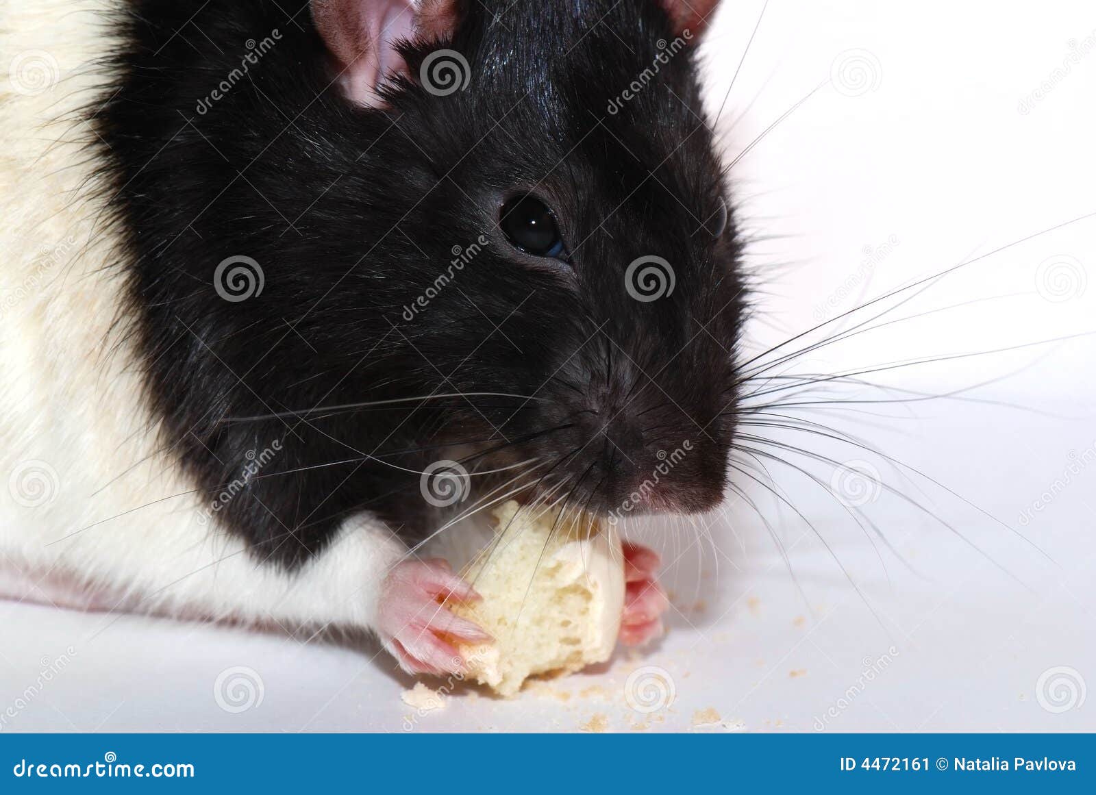 Rat with cookie stock image. Image of domestic, curiosity - 4472161