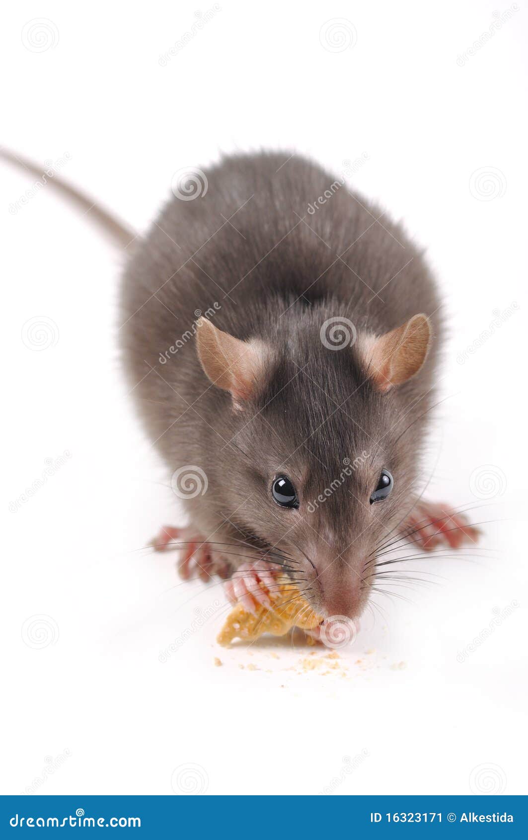 Rat with cookies stock image. Image of hamster, bait - 16323171