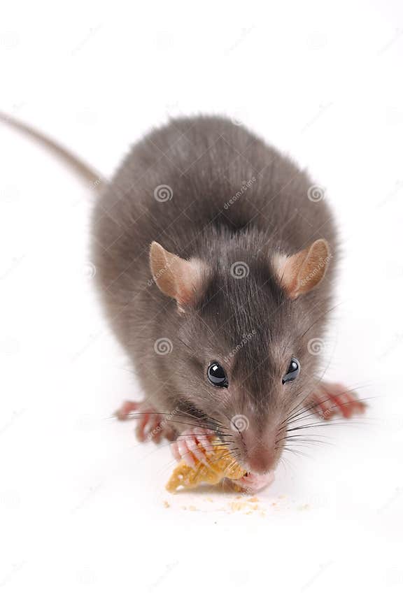 Rat with cookies stock image. Image of hamster, bait - 16323171