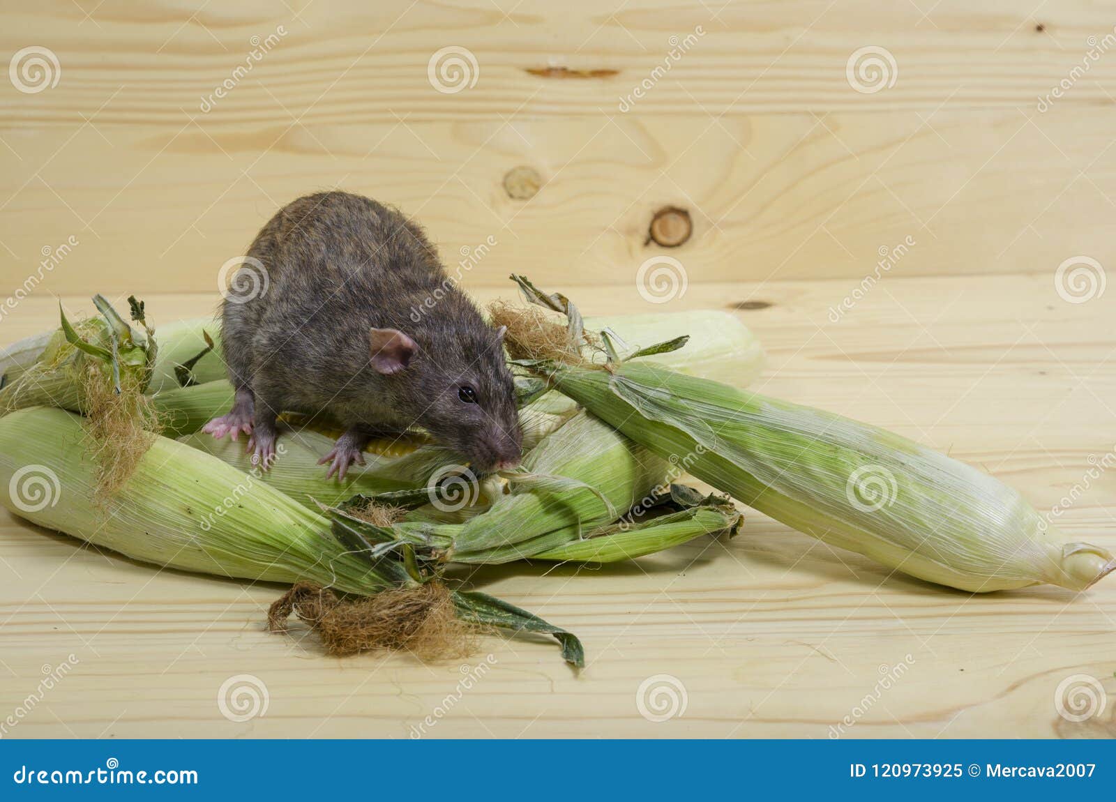 Rat and corn. stock image. Image of corn, rodent, cute - 120973925