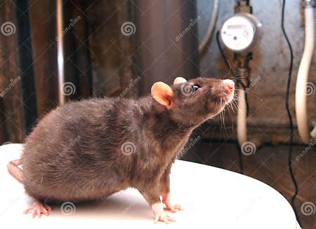 Rat and counters stock photo. Image of metal, closeup - 23538146