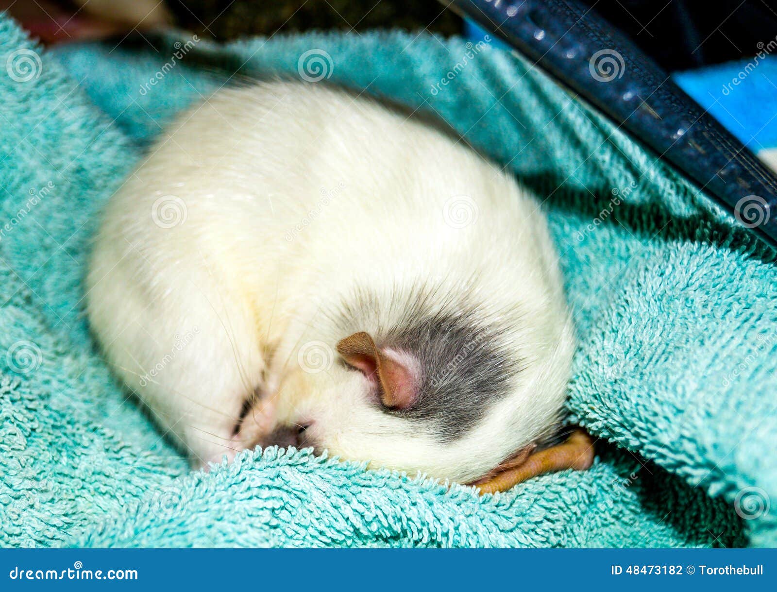 Rat curled up in sleep stock photo. Image of blanket - 48473182