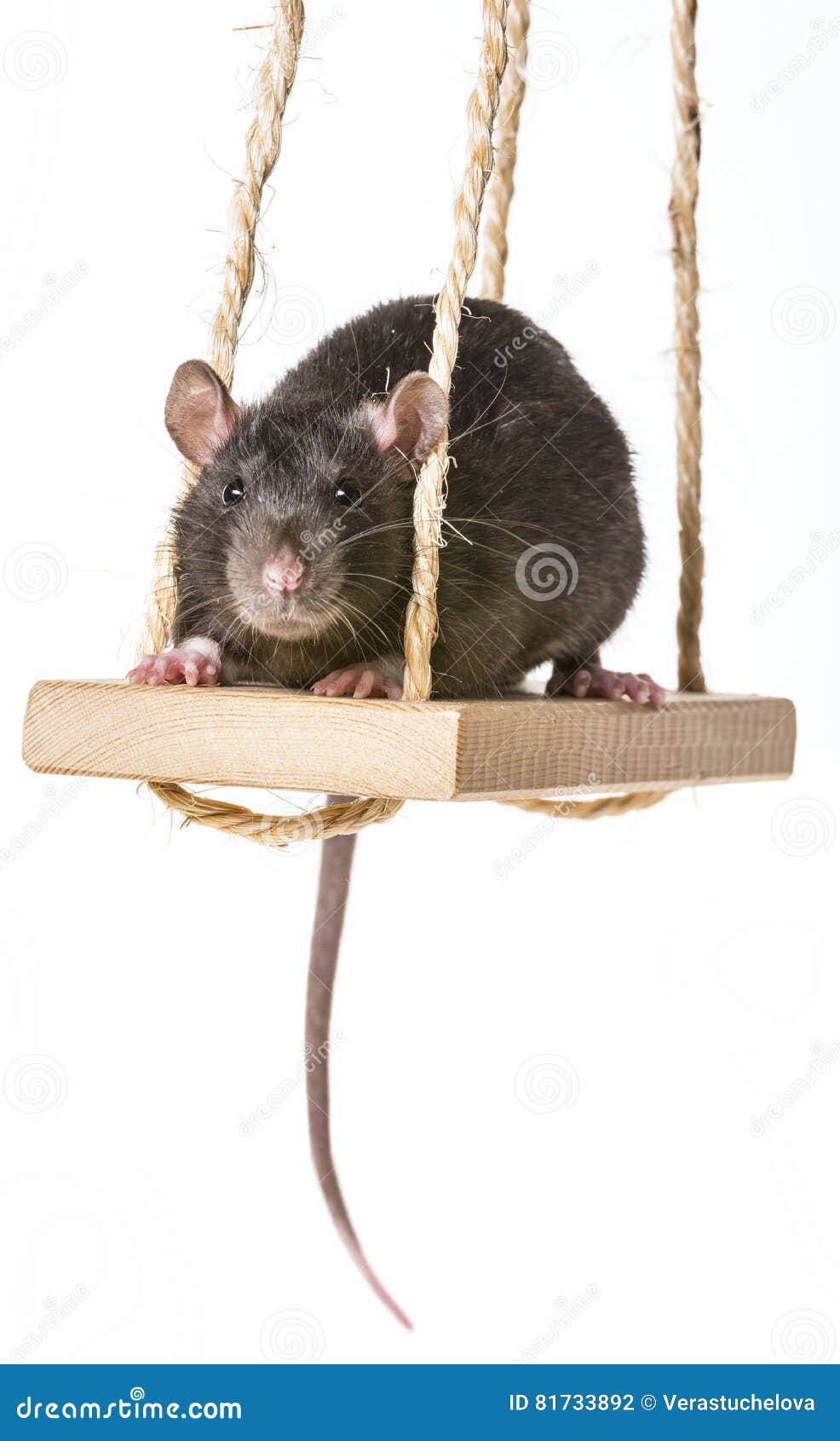 Rat stock photo. Image of grey, isolation, bacteria, bread - 81733892