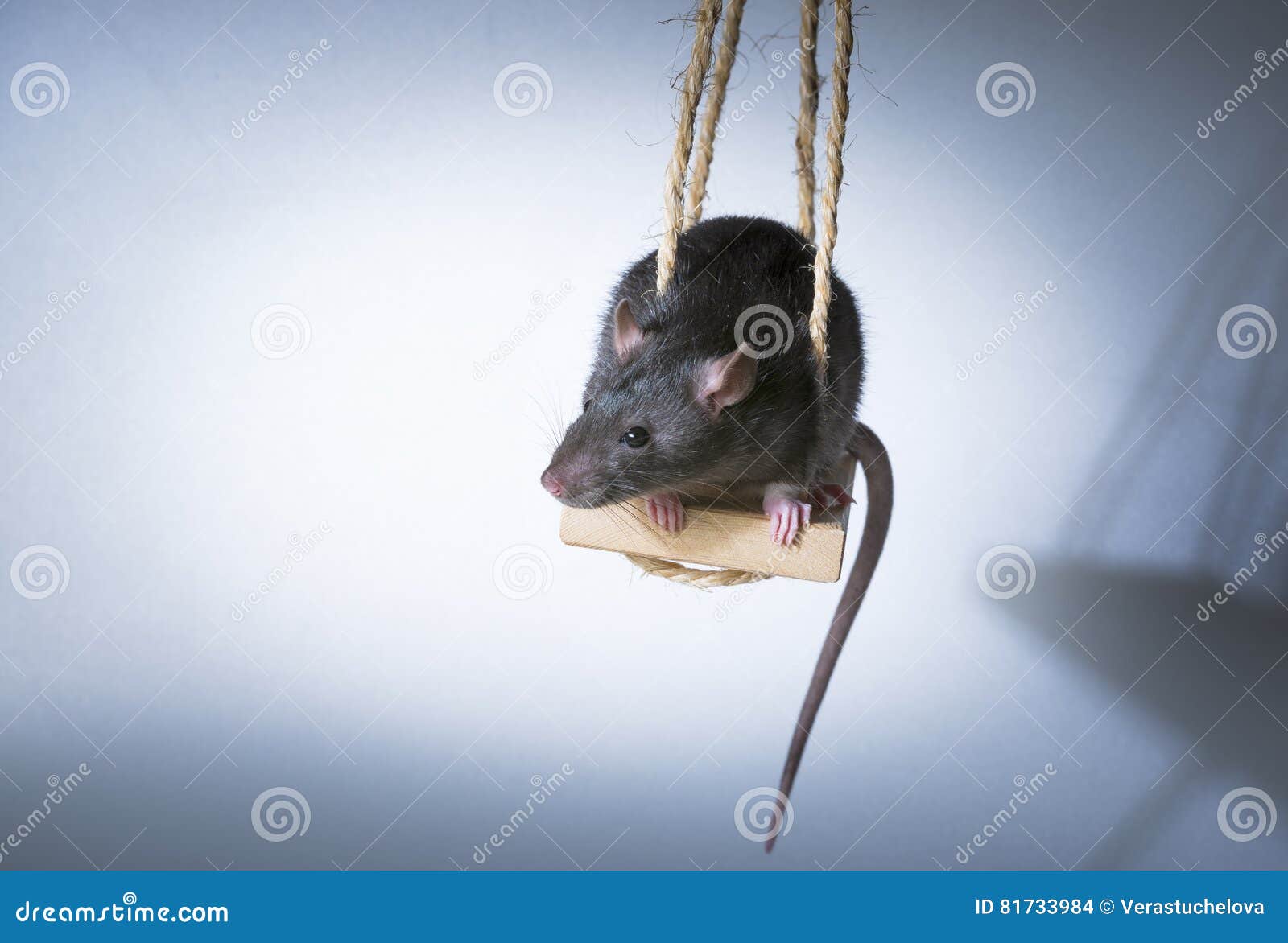 Rat stock photo. Image of pest, nibbled, close, control - 81733984