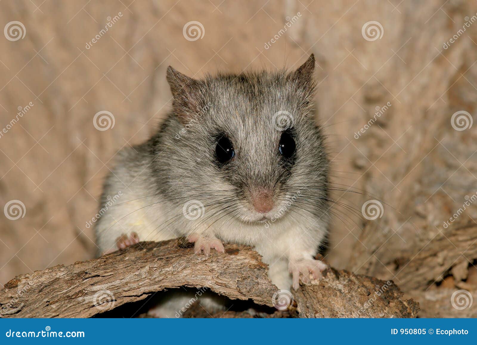 Rat d'arbre (d'acacia) image stock. Image du arbre, faune - 950805