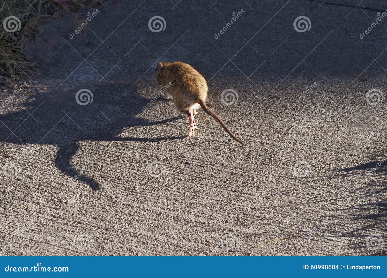 Rat in Daylight Going into Shadows Stock Photo - Image of shadows ...