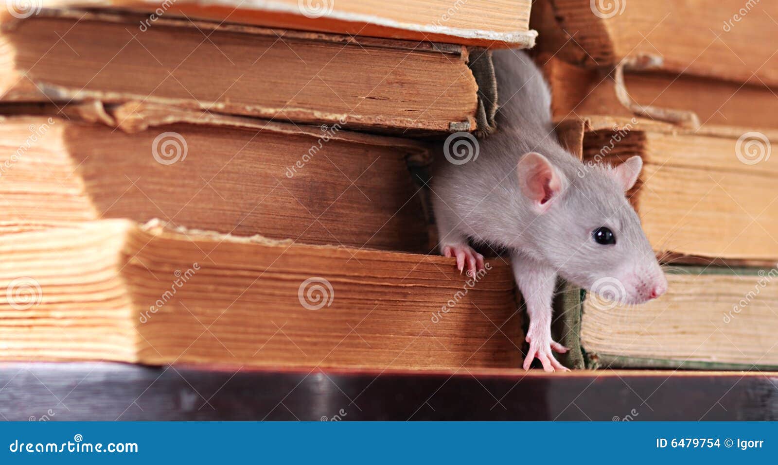 Rat de bibliothèque photo stock. Image du lecture, domestique - 6479754