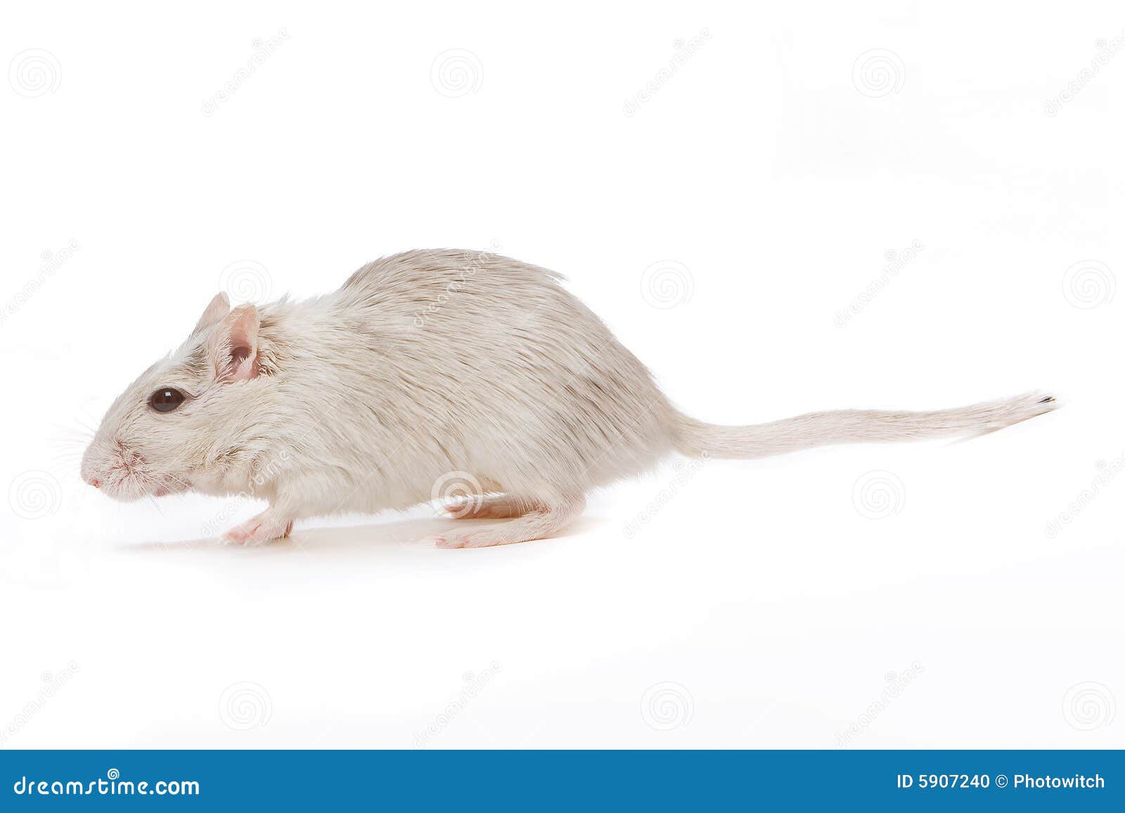 Rat de marche photo stock. Image du plaisanterie, animal - 5907240