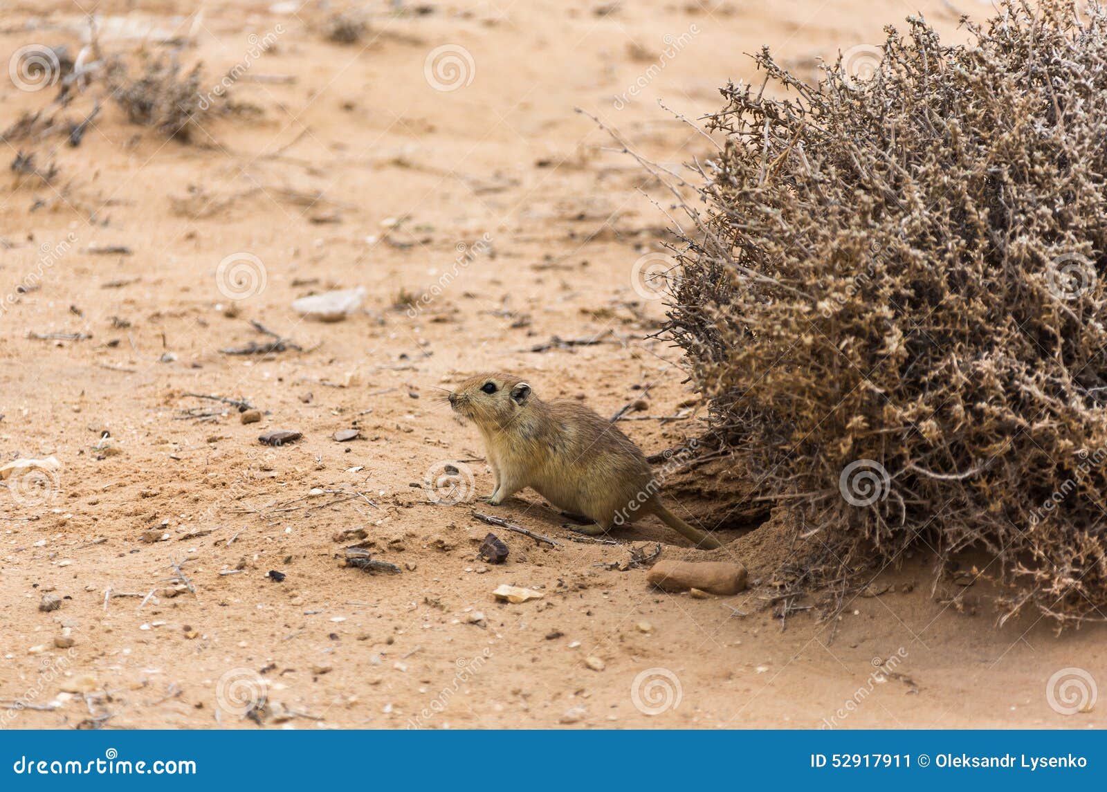 Desert Rats Animal