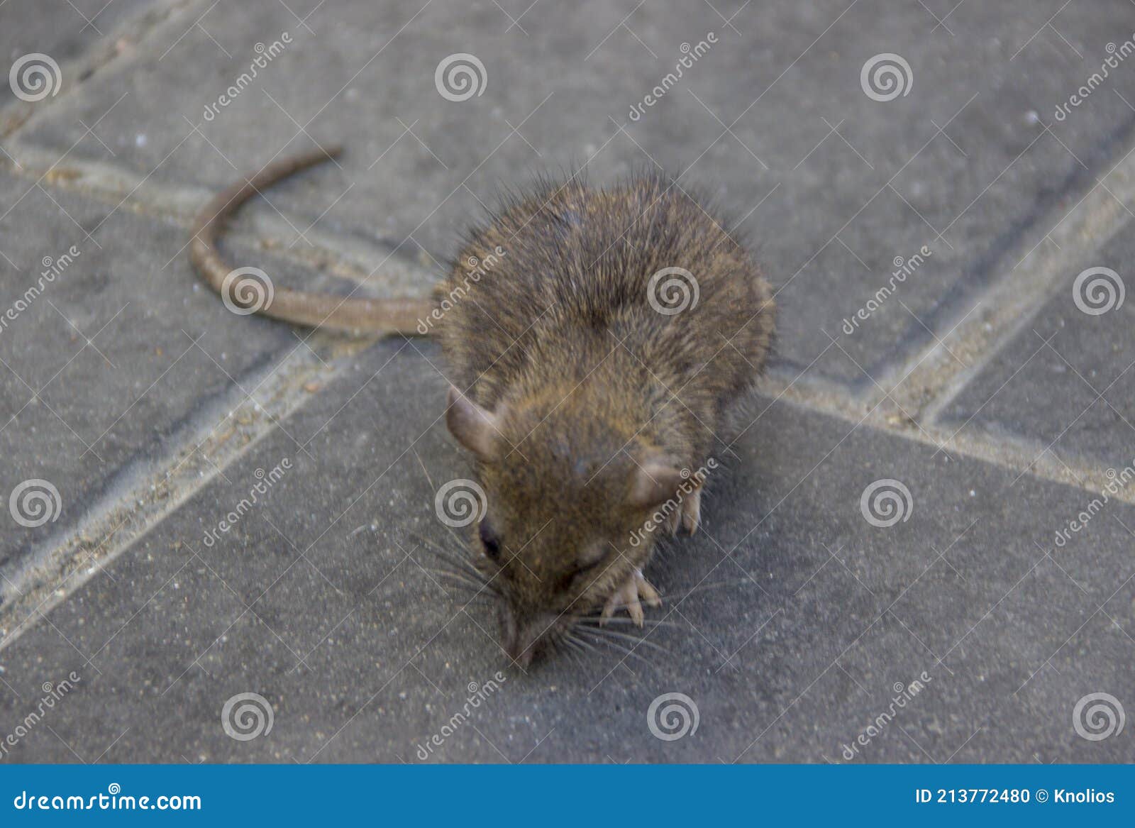 The Rat Dies on the Sidewalk. Stock Photo - Image of poison, background ...