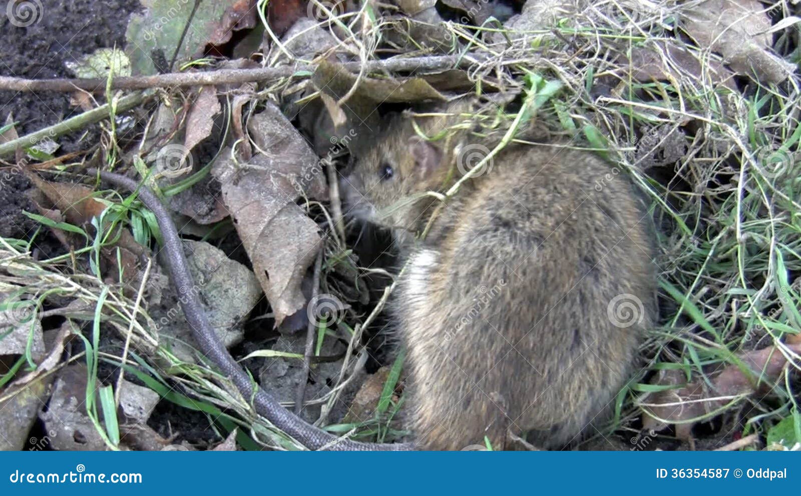 Rat Digging Stock Footage & Videos - 22 Stock Videos