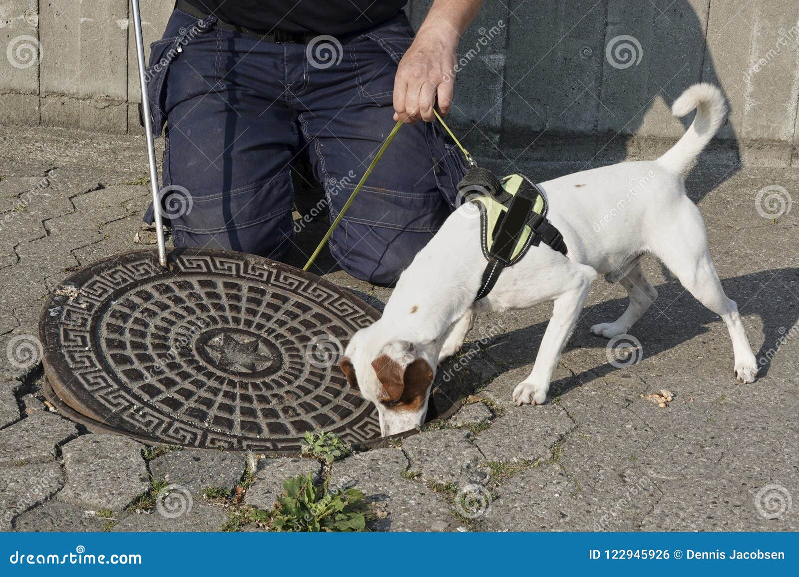 Rat dog at work stock photo. Image of control, manhole - 122945926