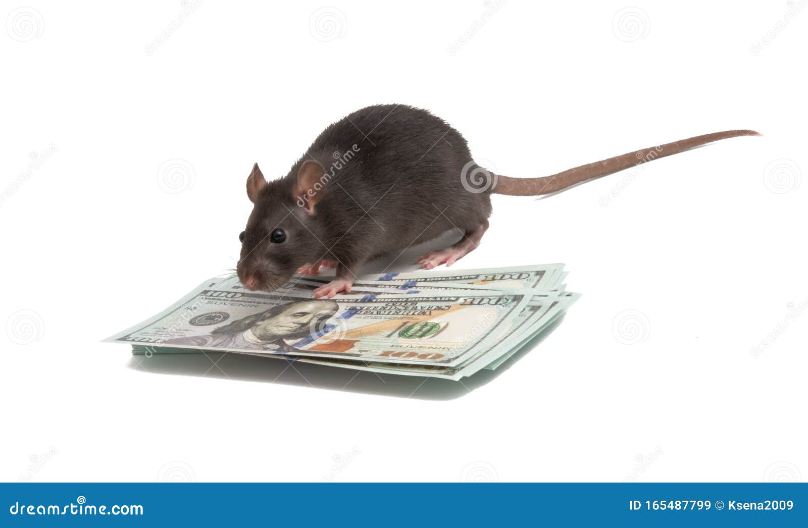 Rat with dollars isolated stock image. Image of january - 165487799