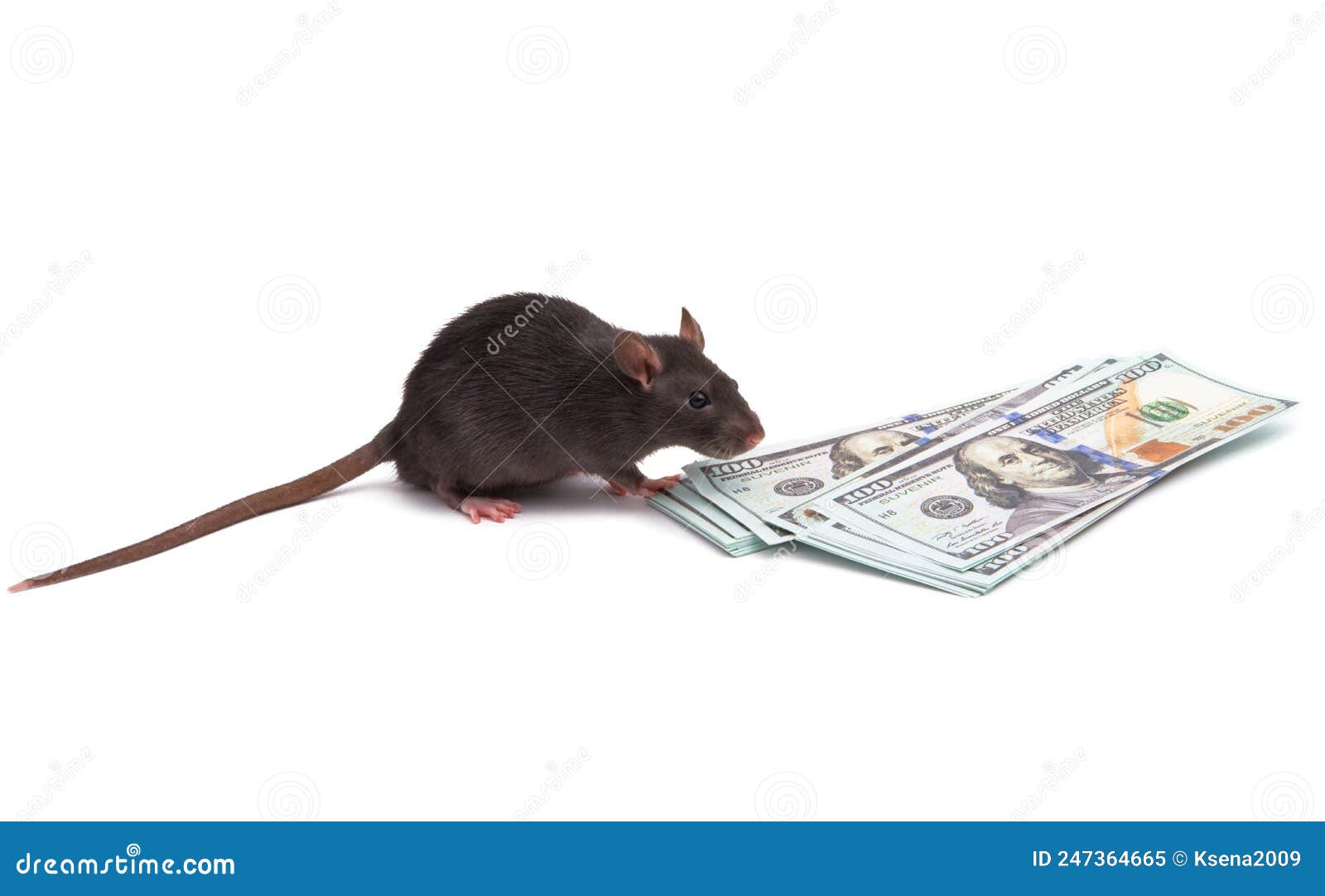 Rat with dollars isolated stock image. Image of childhood - 247364665