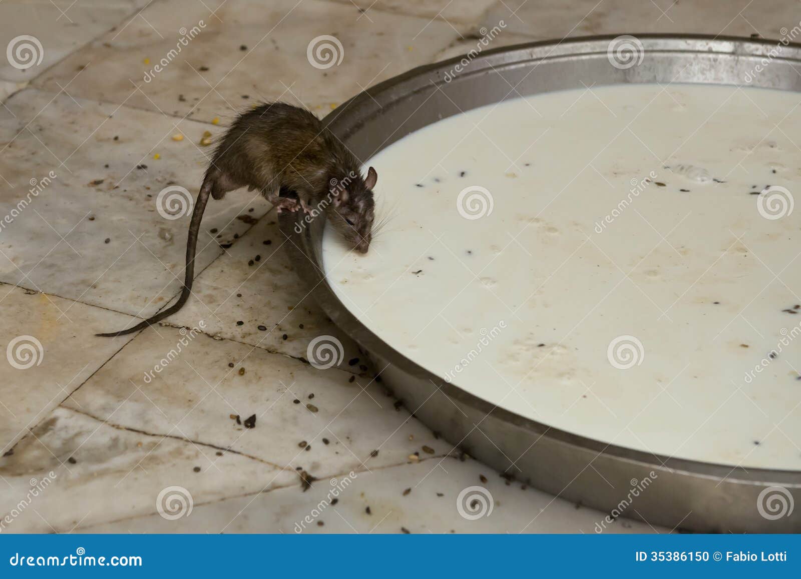 Rat Drinking Milk in Karni Mata Temple in Deshnok Stock Photo - Image ...