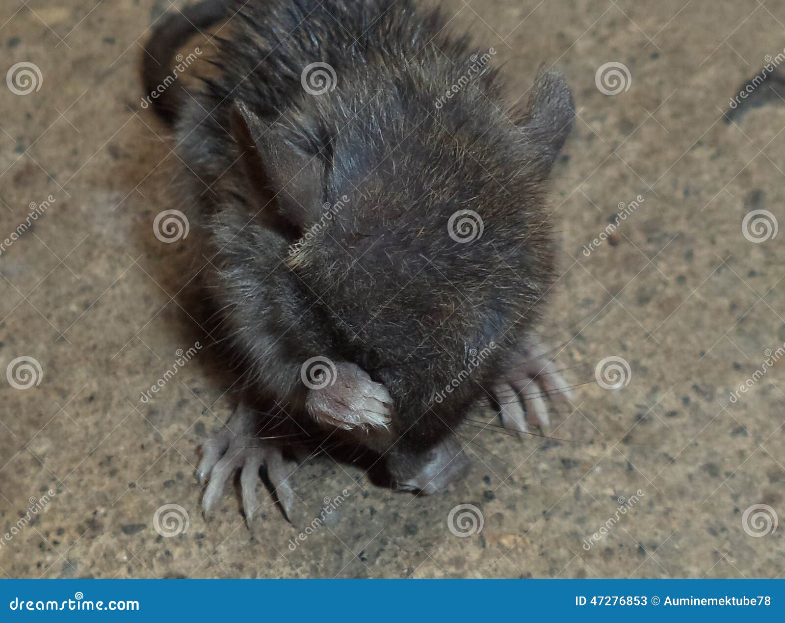 A rat drying it self stock image. Image of floor, self - 47276853
