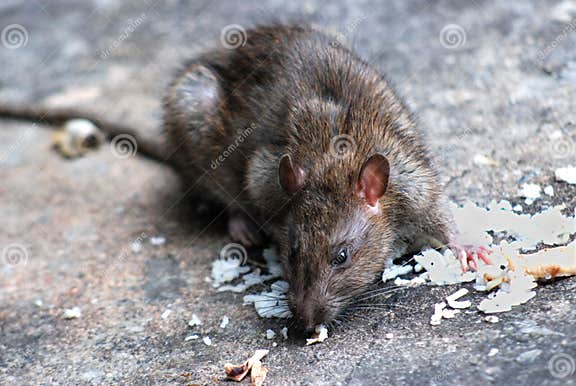 A rat eating stock photo. Image of mouse, nature, pest - 22892150