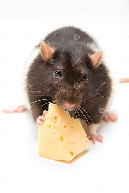 Rat eating cheese stock photo. Image of health, object - 15451454