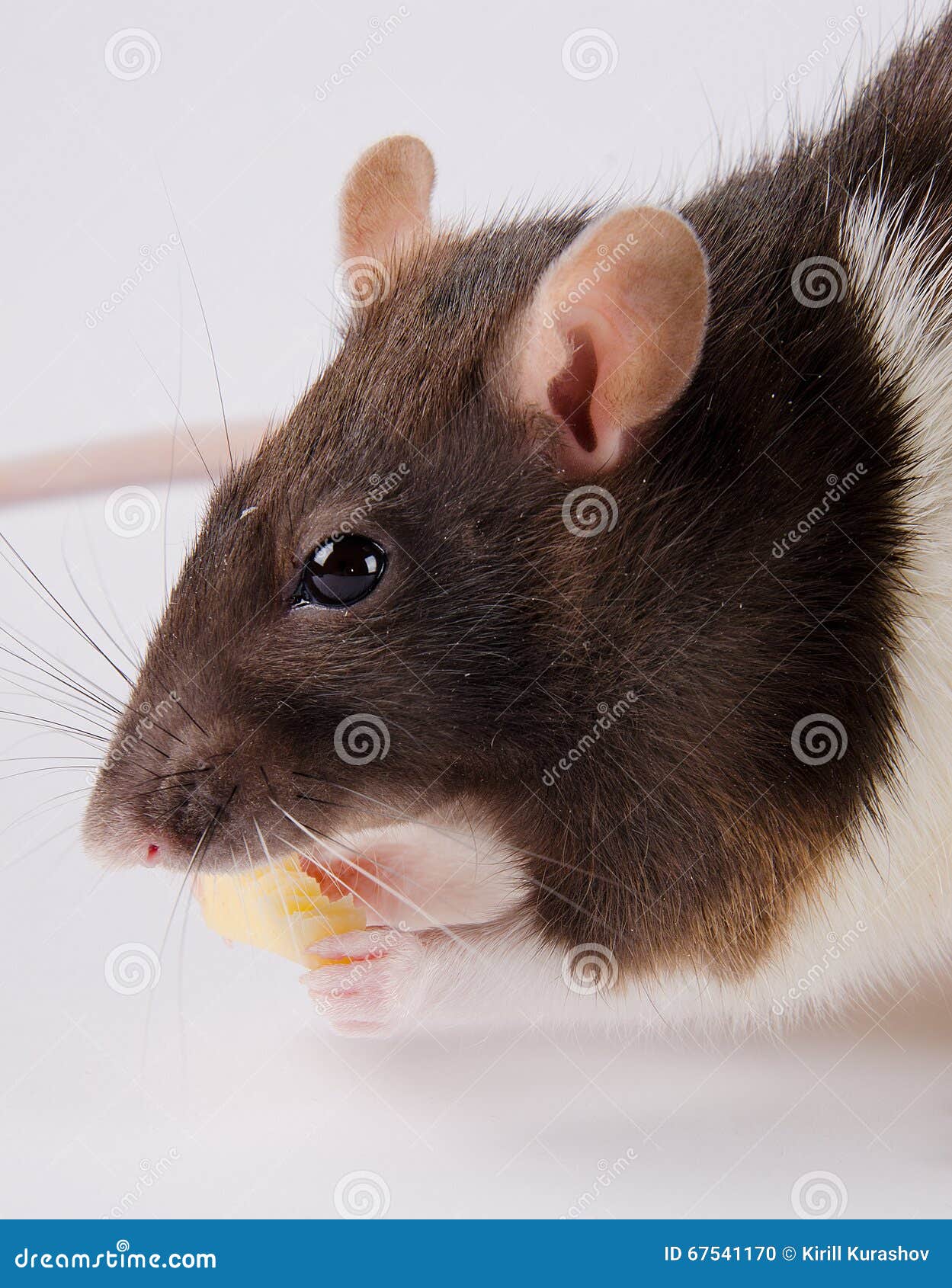 Rat eating cheese stock photo. Image of love, domestic - 67541170