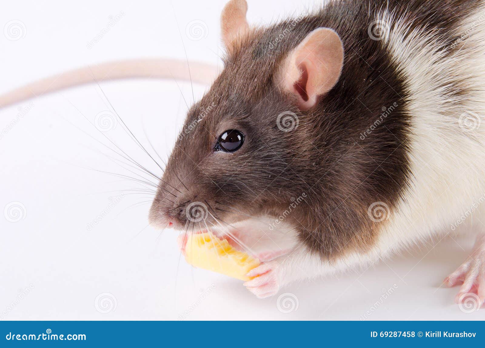 Rat eating cheese stock photo. Image of greedy, closeup - 69287458