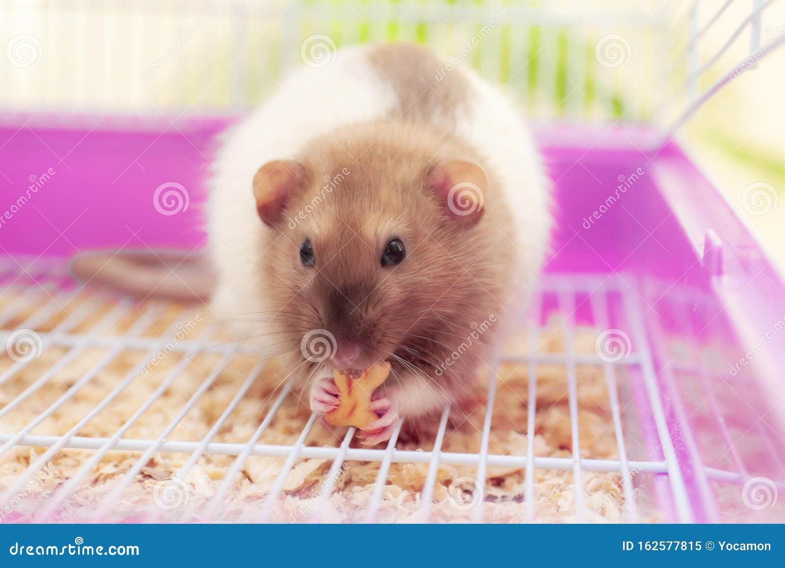 Rat Eating Cookies in Its Home Cell Stock Image - Image of grey ...