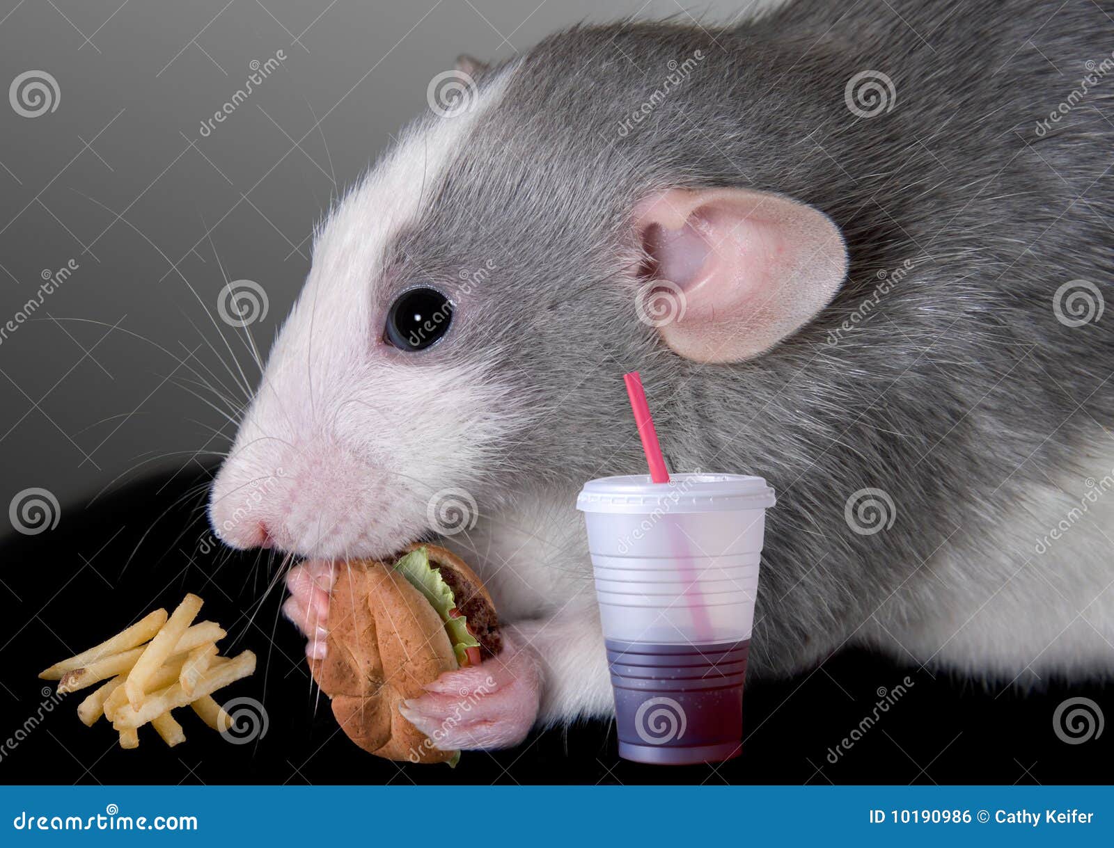 Rat eating fast food stock photo. Image of soft, dumbo - 10190986
