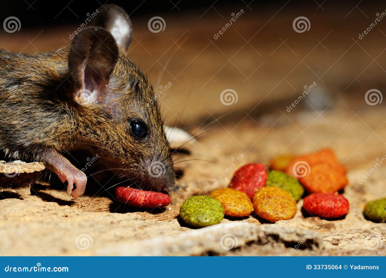 Rat eating feed stock photo. Image of fluffy, hairy, tail - 33735064