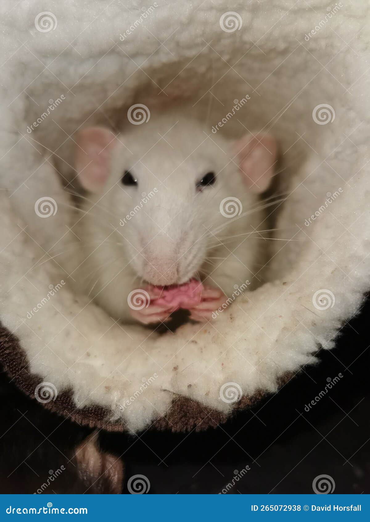 Rat eating a treat stock photo. Image of animal, kitten - 265072938