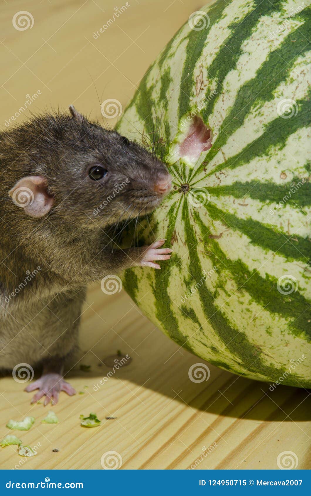 Rat eats a watermelon. stock image. Image of piece, summer - 124950715