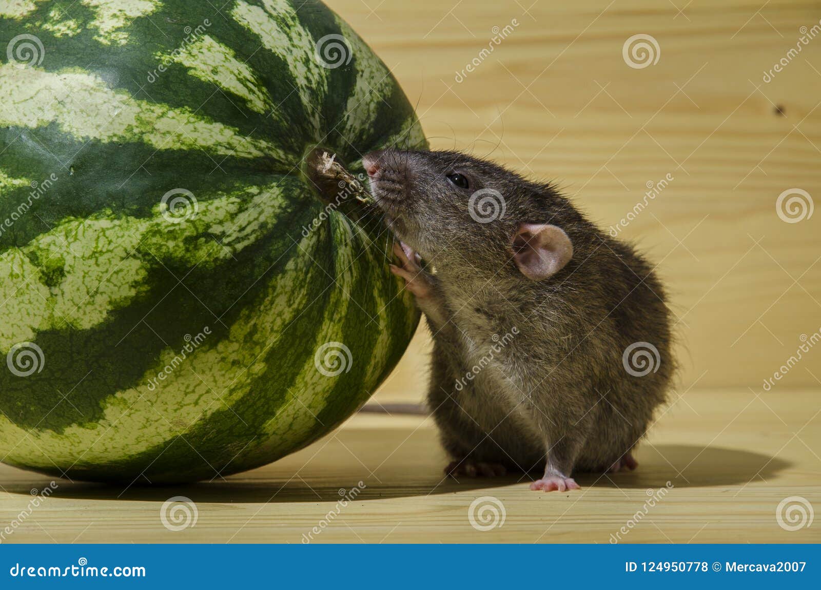 Rat eats a watermelon. stock photo. Image of fruit, eats - 124950778