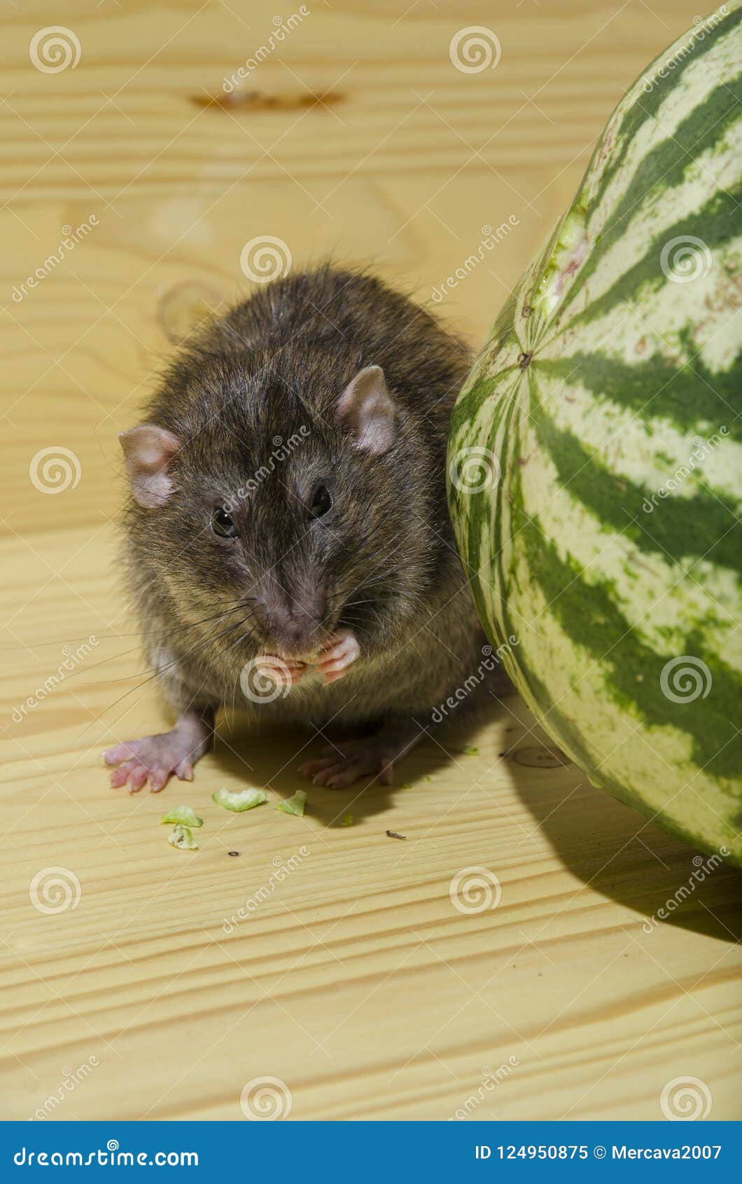 Rat eats a watermelon. stock image. Image of fruit, juicy - 124950875