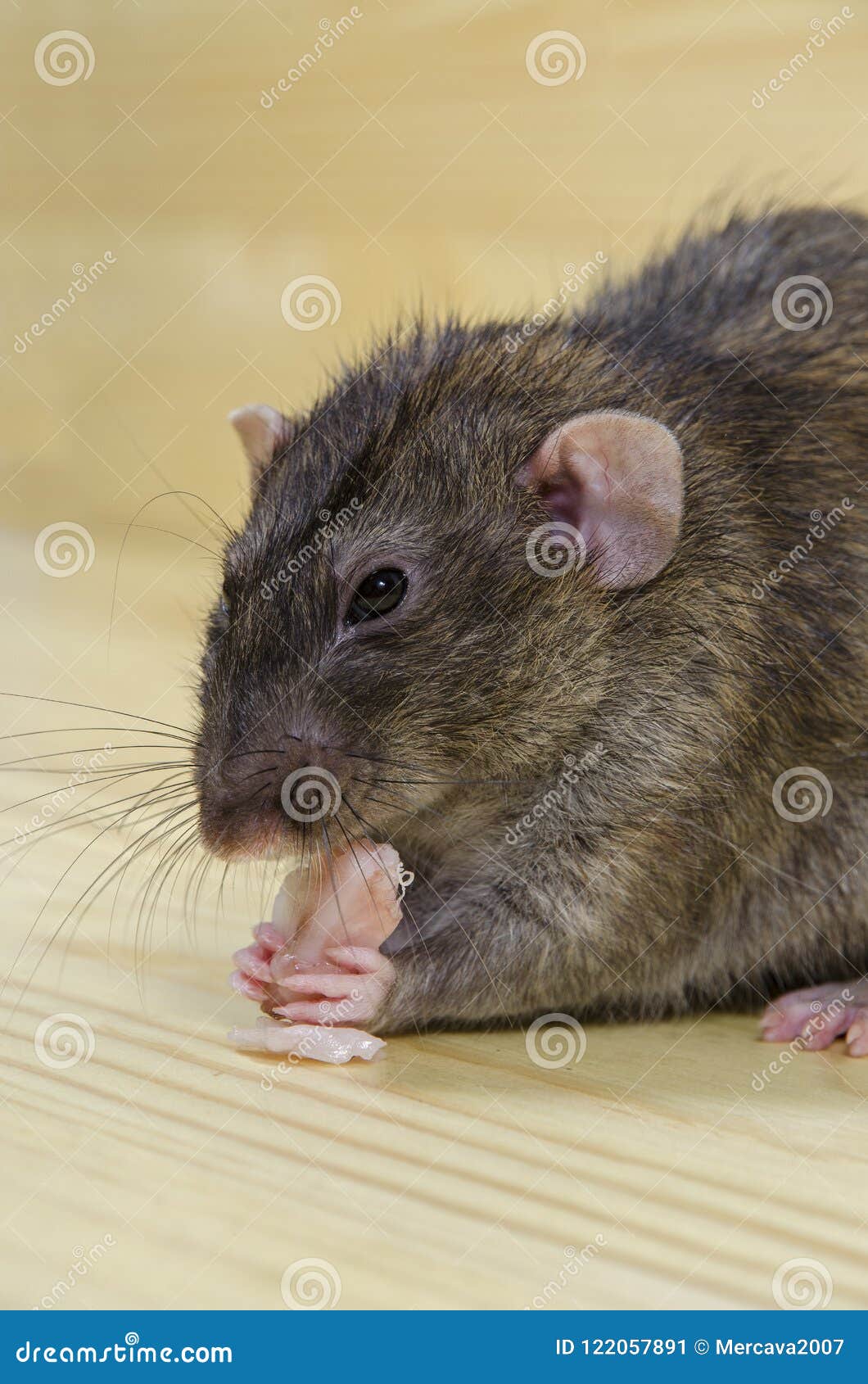 Rat eats lard. stock image. Image of bacon, rats, mammal - 122057891