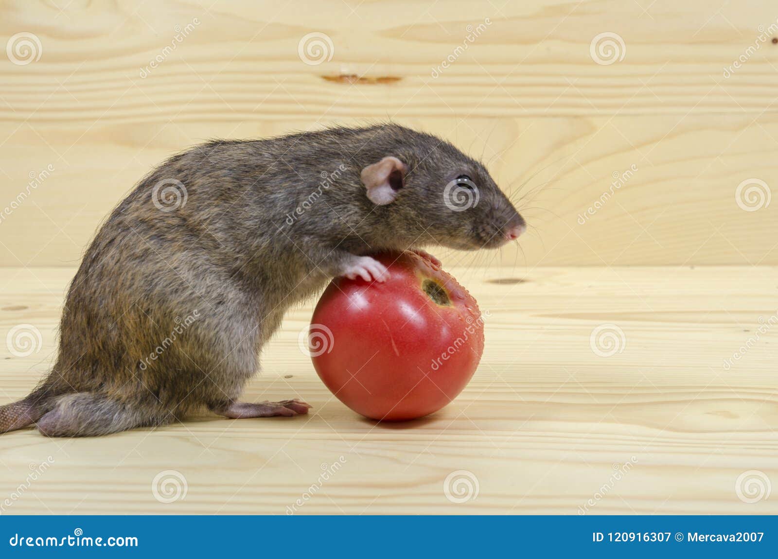 Rat eats a tomato. stock image. Image of tomatoes, wooden - 120916307
