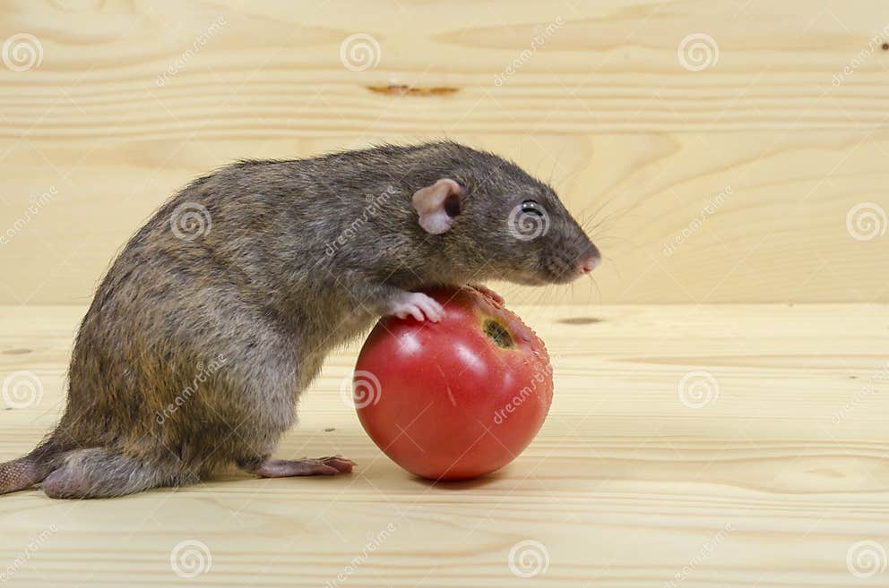 Rat eats a tomato. stock image. Image of tomatoes, wooden - 120916307