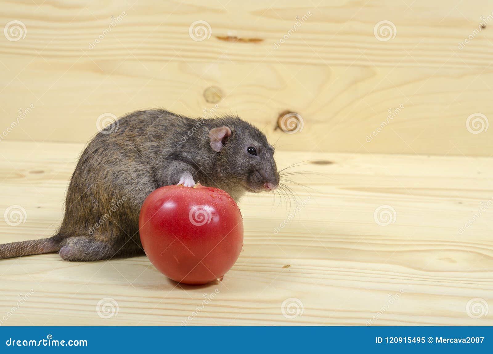 Rat eats a tomato. stock image. Image of plank, rodent - 120915495